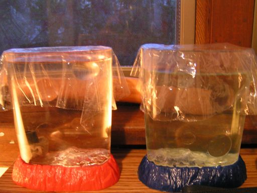 Sea Monkey Shangri-La: Sea Monkey and Triop pictures and videos 3